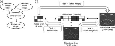 An Abstract Connectionist Framework For Face Processing Left And An Download Scientific