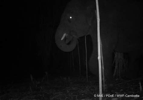 ថ តបា នសត្វដំរីអាស៊ី ហ្វូងសត្វខ្ទីង និងហ្វូងសត្វទន្សោង ដែលសុទ្ធសឹងជាប្រភេទសត្វកម្រ