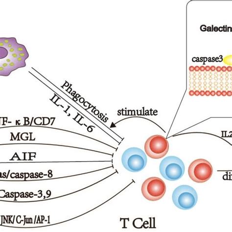 A Signal Path Diagram Of The Galectin 1 Induced T Cell Apoptosis And