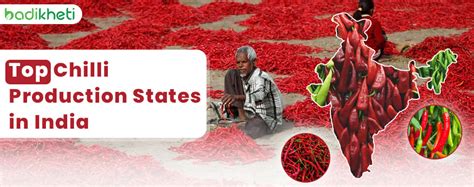 Chilli Farming States In India An Overview