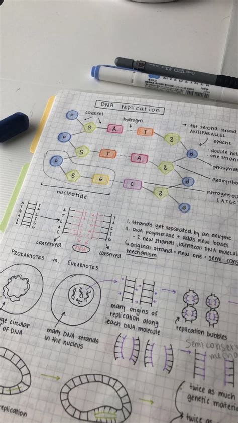 DNA Replication Diagram