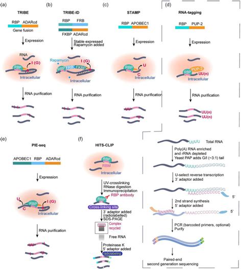 Revealing The Hidden Rbp Rna Interactions With Rna Modification Enzyme‐based Strategies Pmc