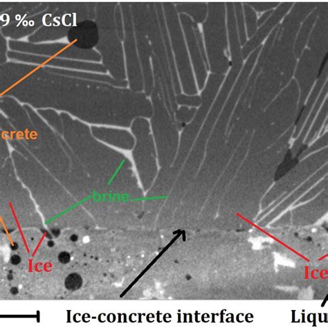 Grey Level Micro Ct Image Cross Section Of Frost Salt Scaling Specimen Download Scientific