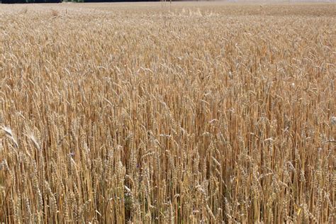 무료 이미지 들 대초원 식품 수확고 농업 시리얼 밀밭 목초지 호밀 보리밭 꽃 피는 식물 상품 에머