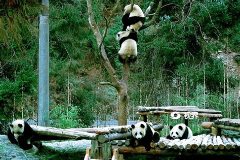 大熊猫 图片 轩视界