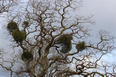 树 树枝 Pixabay上的免费照片