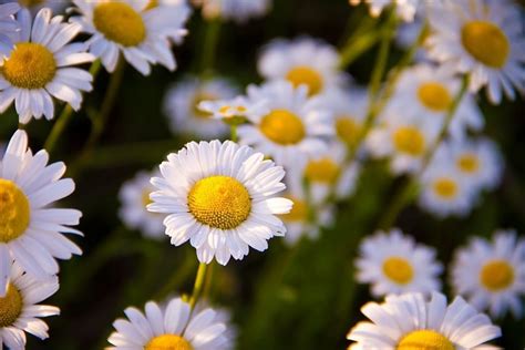 Las Flores Signos Del éxito De La Evolución