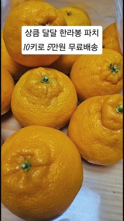 한라봉 파치 받으신분들의 후기가 너무 좋아 뿌듯하네요♡ 저희는 한라봉청 담았습니다🍊주문 들어오면 한라봉 밭에서 바로 택배 010 9958 1282 Youtube