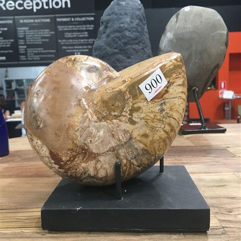 Lot Fossil Nautilus Shell