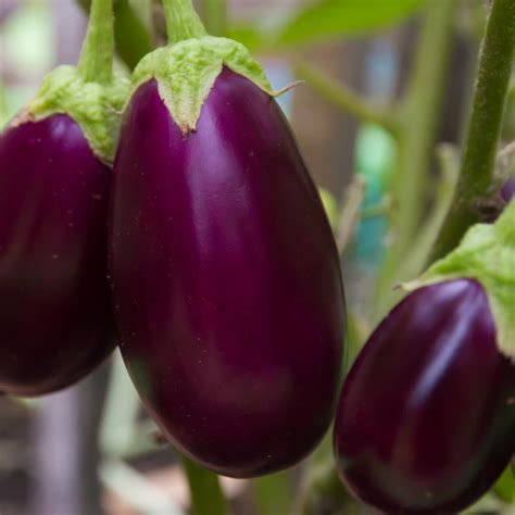 Rosita Eggplant Solanum Melongena Annies Heirloom Seeds