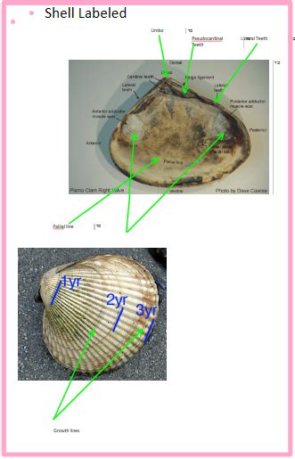Srjc Zoology Bio 22 Bivalve Dissection