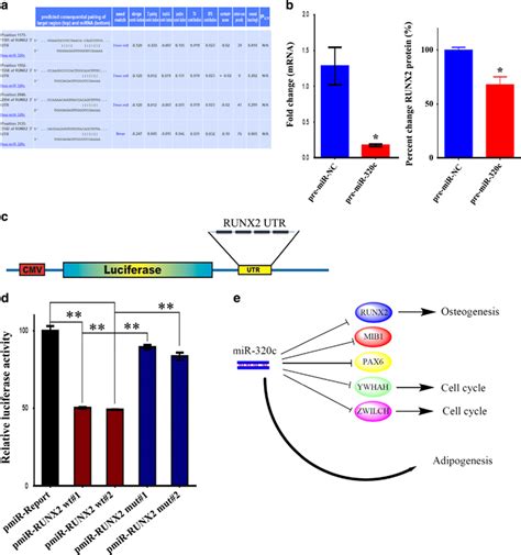 Direct Regulation Of Runx2 By Mir 320c A Schematic Presentation
