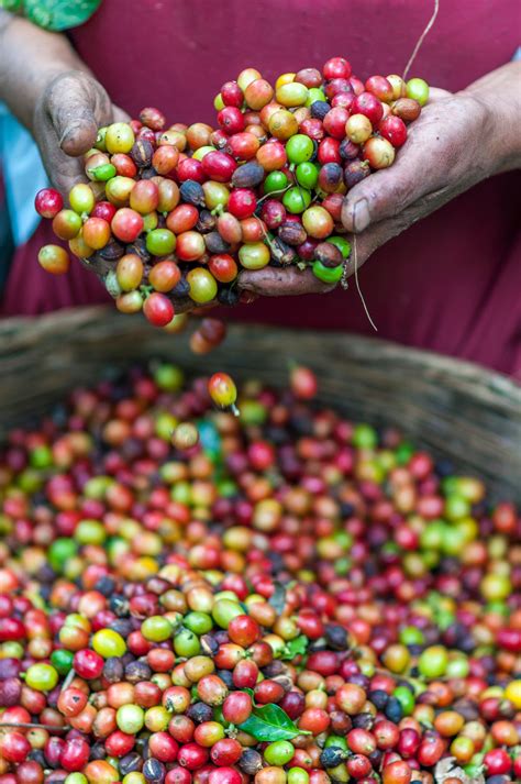 Espresso Beans Vs Coffee Beans Is There Actually A Difference