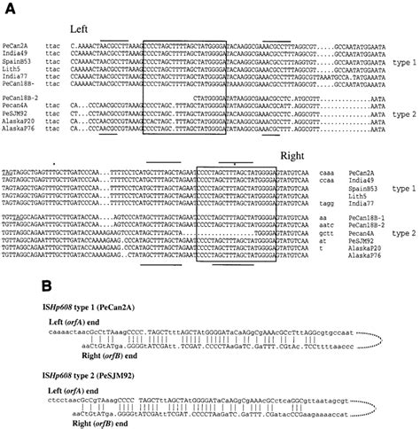 Repeat Sequences In The Termini Of Ishp608 Elements A Size And