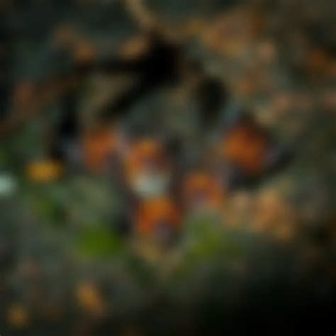 The Hibernate Phenomenon In Bats Reasons And Impacts