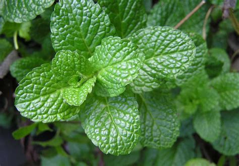 18 Common Mint Plant Problems How To Fix Them Solutions And Treatment