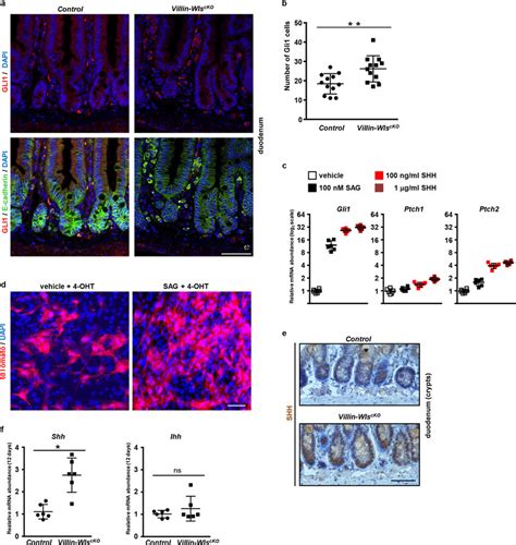 In The Duodenum Blocking Wnt Secretion From Epithelial Cells Is Download Scientific Diagram