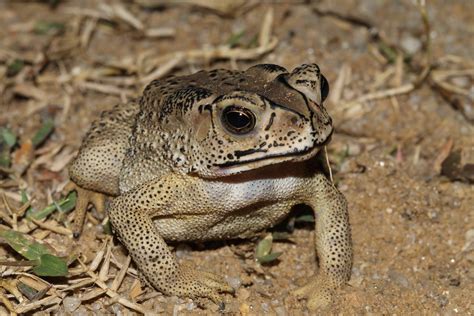 Island Hopping Toxic Toad Threatens Iconic Komodo Dragon