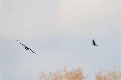 두 마리의 까마귀가 겨울에 나무 꼭대기 위의 푸른 회색 흐린 하늘에서 날아간다 선택적 초점 0명에 대한 스톡 사진 및 기타 이미지 Istock