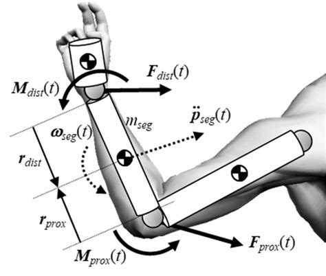 joint reaction force and joint moment by inverse dynamics download