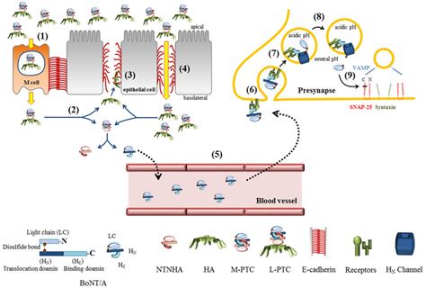 The Route Of Botulinum Neurotoxin Bont A Intoxication 1 L Ptcs Download Scientific Diagram