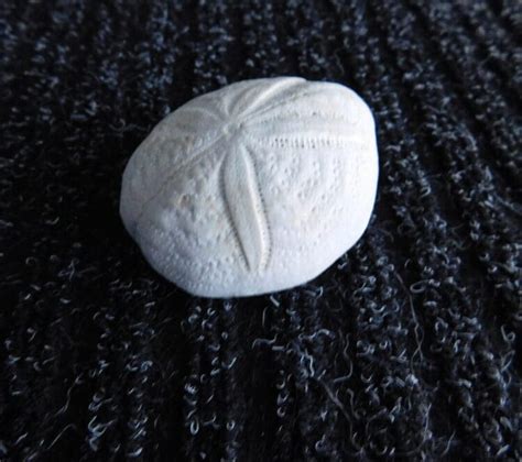 Fossil Sea Urchin Calcified Fossils And Artifacts For Sale Paleo