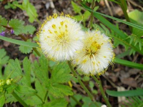 Мать-и-мачеха цветы Чем полезна мать-и-мачеха