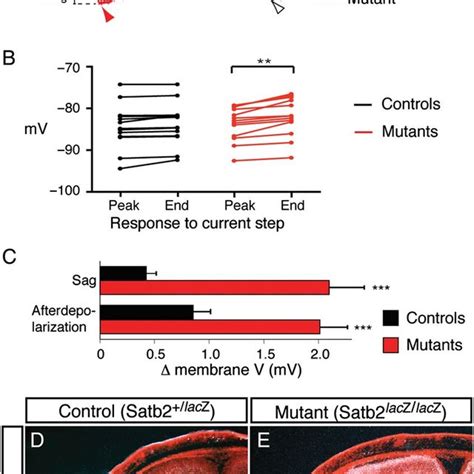 Satb2 Deficient Superficial Layer Neurons Adopt Some Download Scientific Diagram