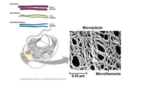 Introduction To Cytoskeleton And Cell Matrix Interaction Ppt