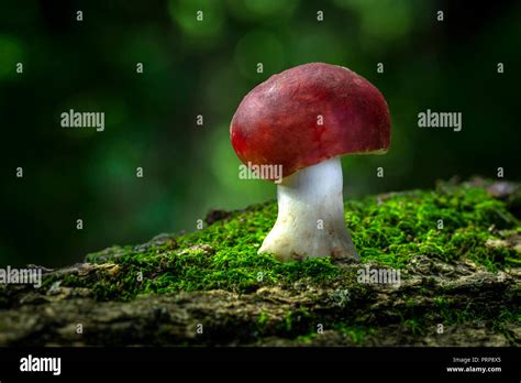 Waldpilz -Fotos und -Bildmaterial in hoher Auflösung – Alamy