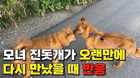 모견과 자견 진돗개가 4개월 만에 다시 만났을 때 두 진돗개의 반응 Youtube