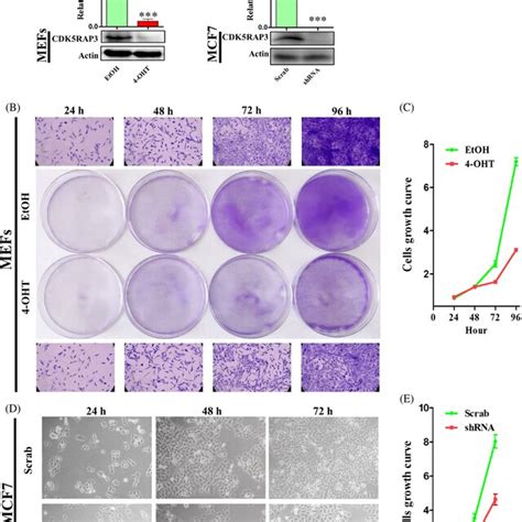 Dynamic Expression Of CDK5RAP3 Protein In Mitosis The Download Scientific Diagram