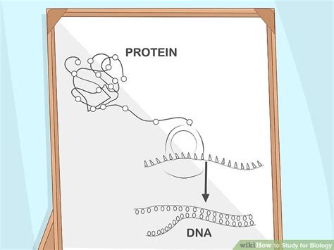 How To Study For Biology 11 Steps With Pictures WikiHow