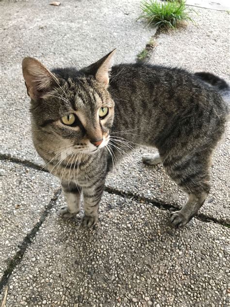 Stray Cat Artofit