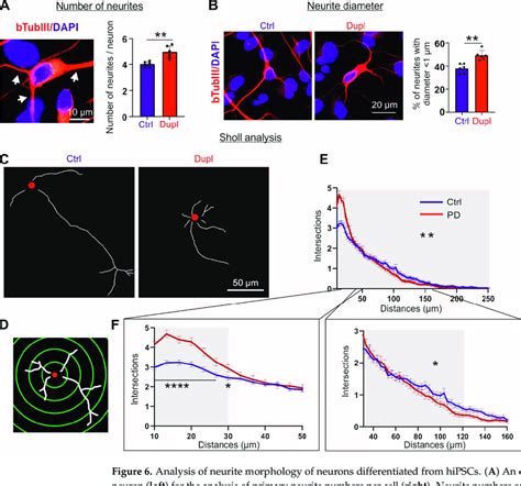 analysis of neurite morphology of neurons differentiated from hipscs