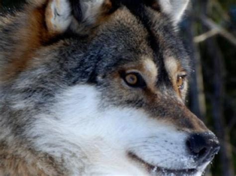 Iucn Ssc Conservation Translocation Specialist Group Iucn