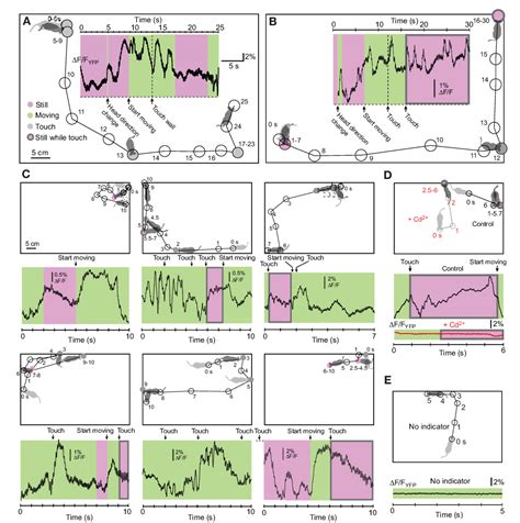 Figure 7 From Frontiers In Neural Circuits Neural Circuits Methods