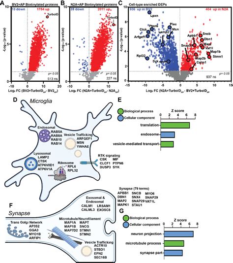 Cellular Proteomic Profiling Using Proximity Labeling By Turboid Nes In Microglial And Neuronal