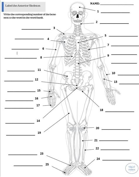 Skeletal System Labeling Diagram Quizlet