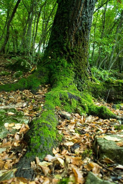 Tree Roots Covered With Moss Stock Photo Image Of Park Brown