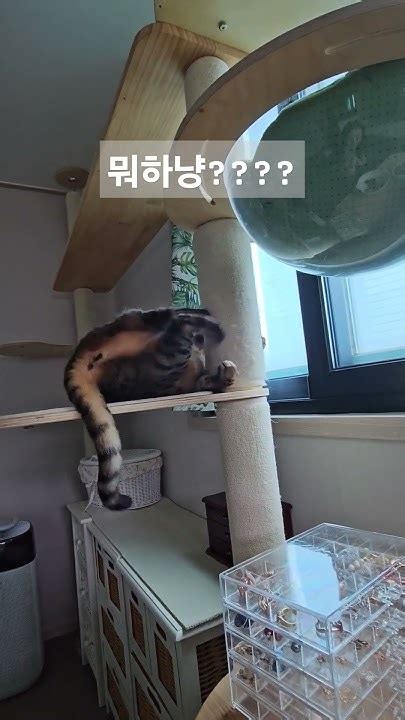 뒷발 차기 딸기 고양이 고양이일상 Cat Youtube