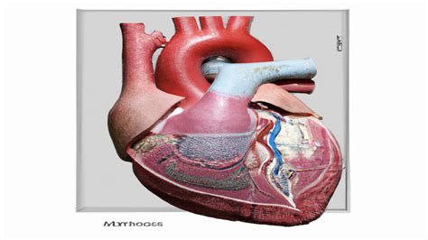 ¿qué Es La Válvula Mitral