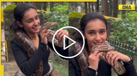 Girl Kisses Massive Python In This Hair Raising Viral Video Internet