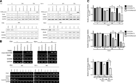 Sam68 And Follicle Stimulating Hormone Receptor Fshr Expression Download Scientific Diagram