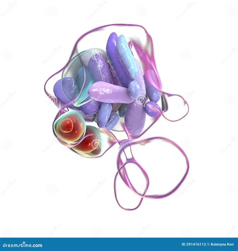 Hypothalamic Nuclei 3d Illustration 293273016