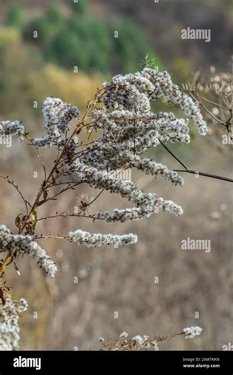 Seeds With Blow Balls Of Golden Rod Solidago Canadensis Wild Plant At