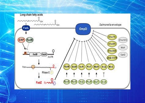 科研进展 中国科学院上海免疫与感染研究所