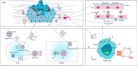 The Cartoon Summarizes Major Factors Affecting T Cell Infiltration Into Download Scientific