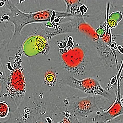 In Vitro Assays