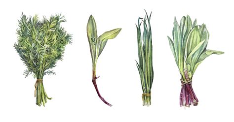 흰색 배경에 격리된 딜과 녹색 부추와 야생 마늘의 수채화 무리를 설정합니다 채식 샐러드를 요리하기 위해 손으로 그린 녹지 비타민 식물성 식품 주방 요리 책에 대한 클립 아트